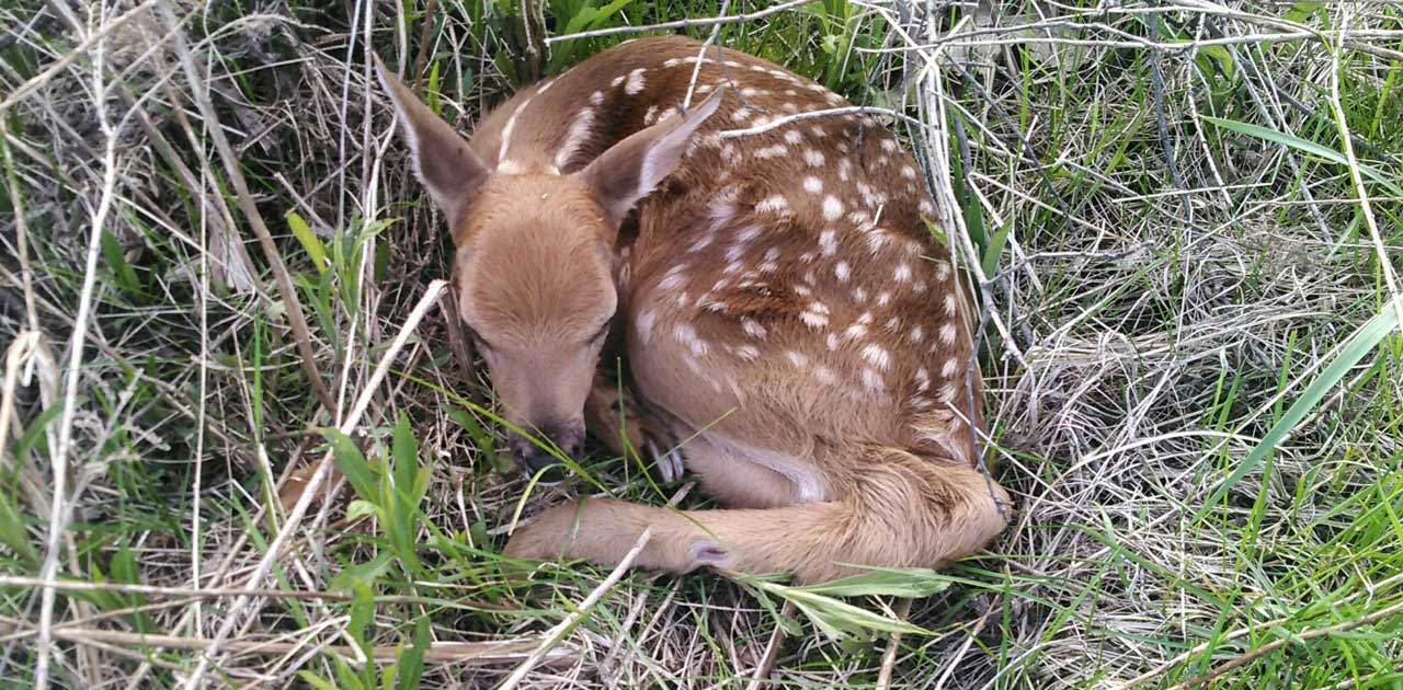 What To Do If You Encounter Baby Wild Animals This Spring - OnFocus
