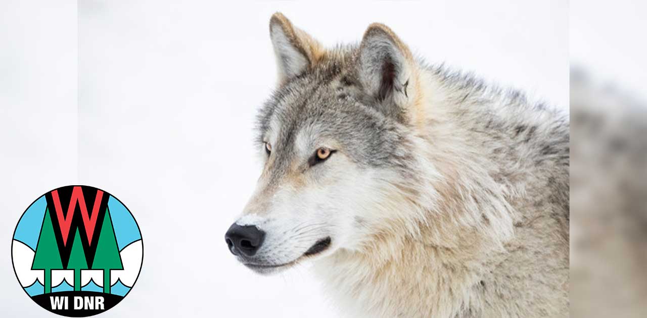 Proposed 2022 Wolf Management Plan Available Now - OnFocus