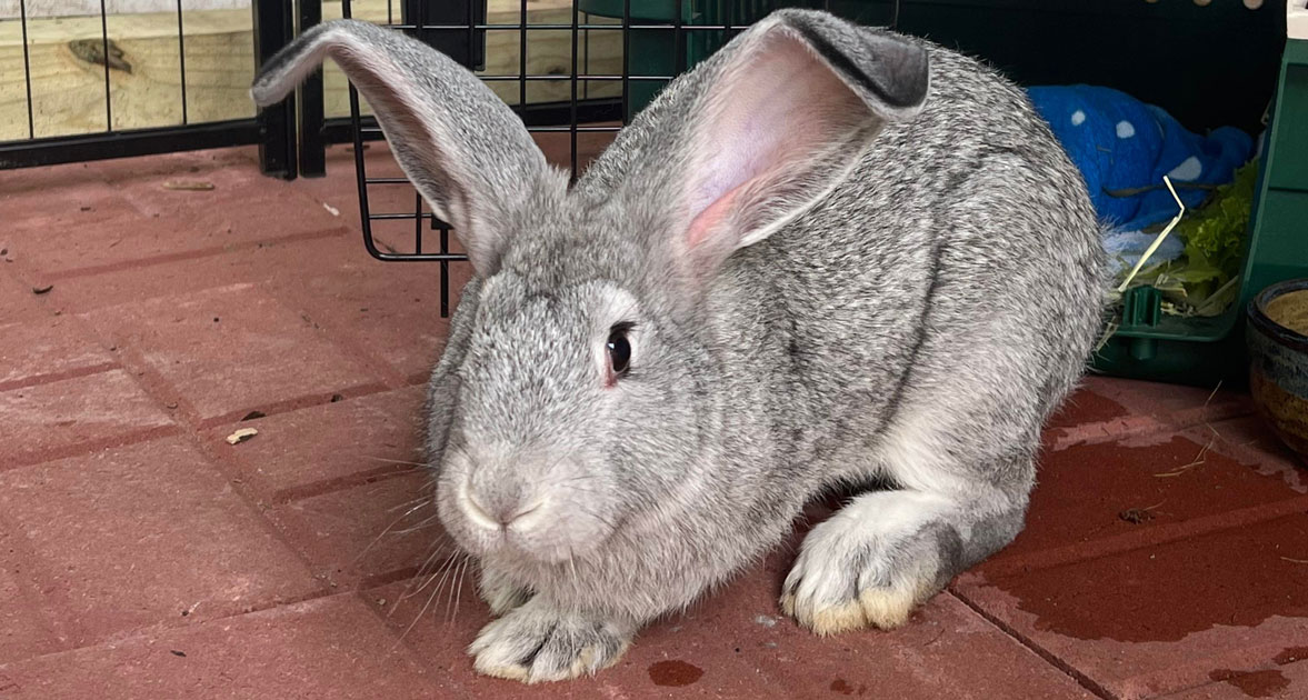 Volunteers Needed to Help Transfer or Foster Rescued Domestic Bunnies ...