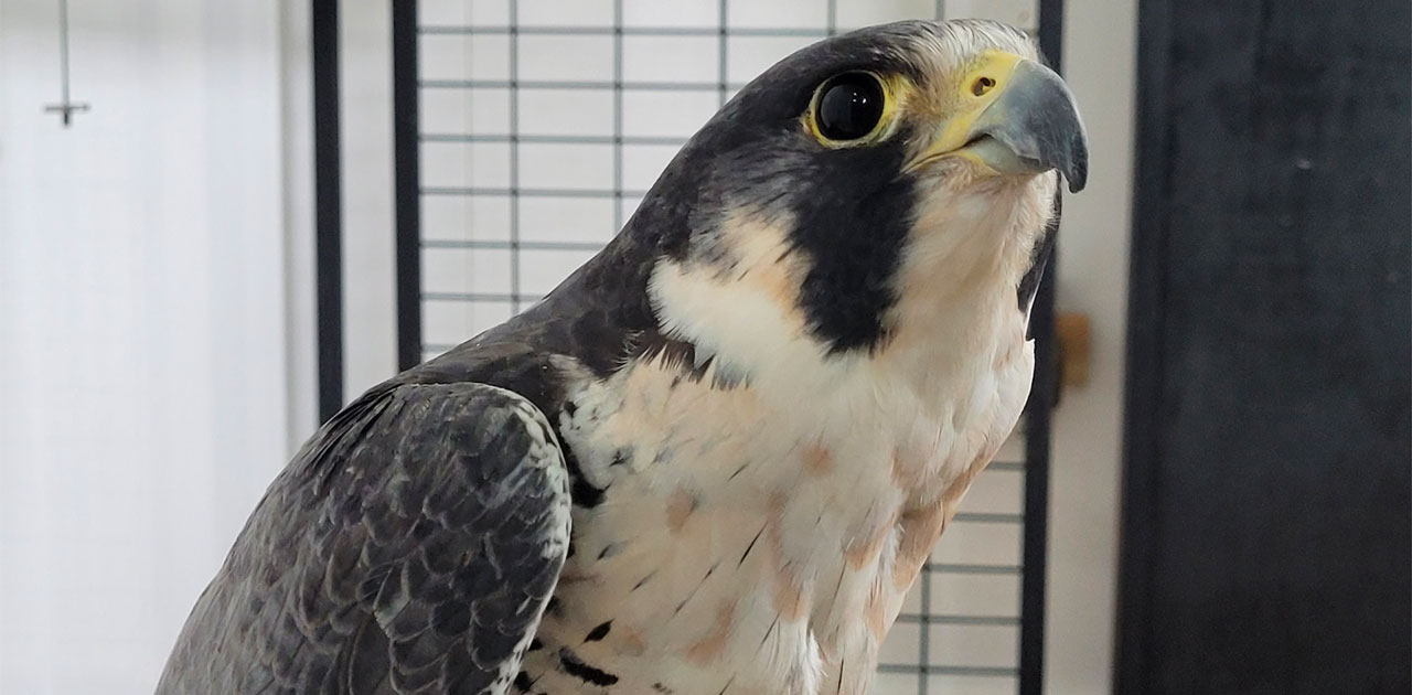 New Peregrine Falcon Joins Wildwood Zoo - OnFocus