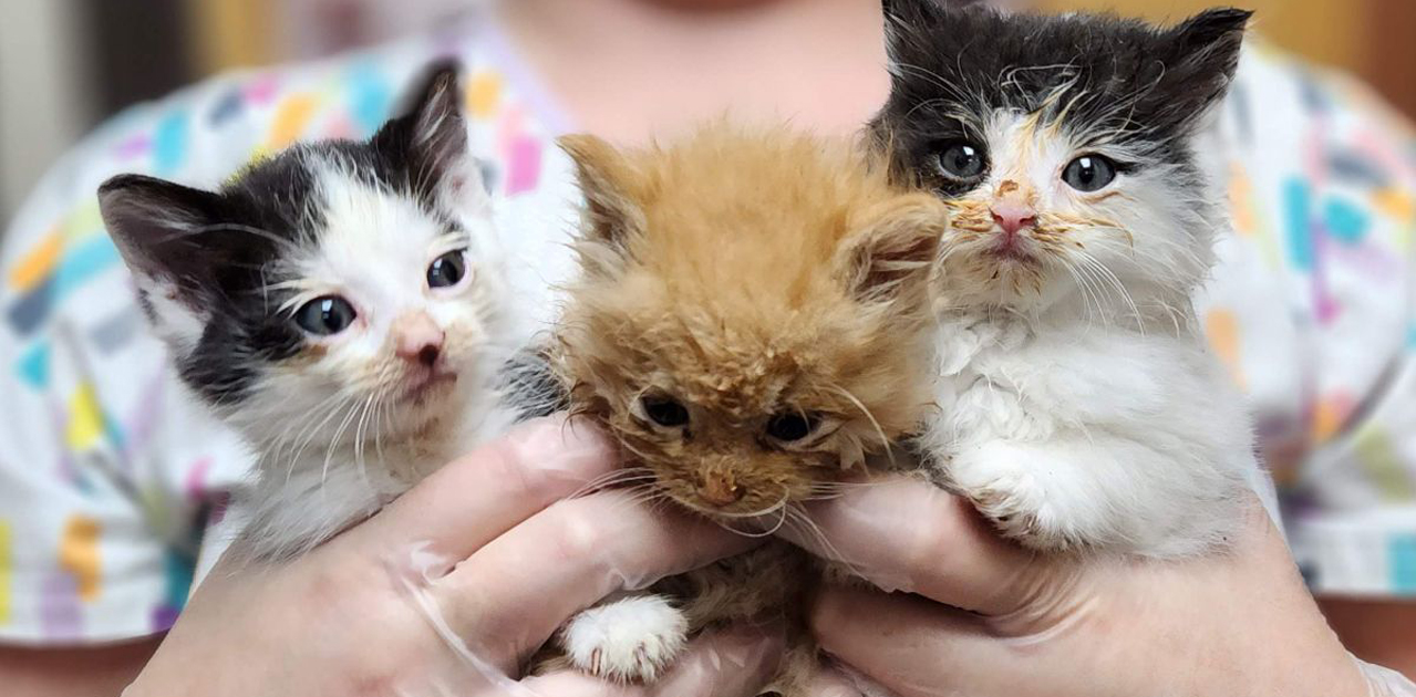 Kittens Found in Box by Highway 97 Get Second Chance - OnFocus