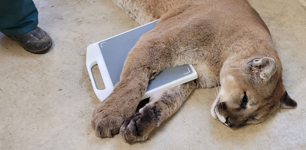 Wildwood Zoo's Elderly Mountain Lion Receives Checkup - OnFocus