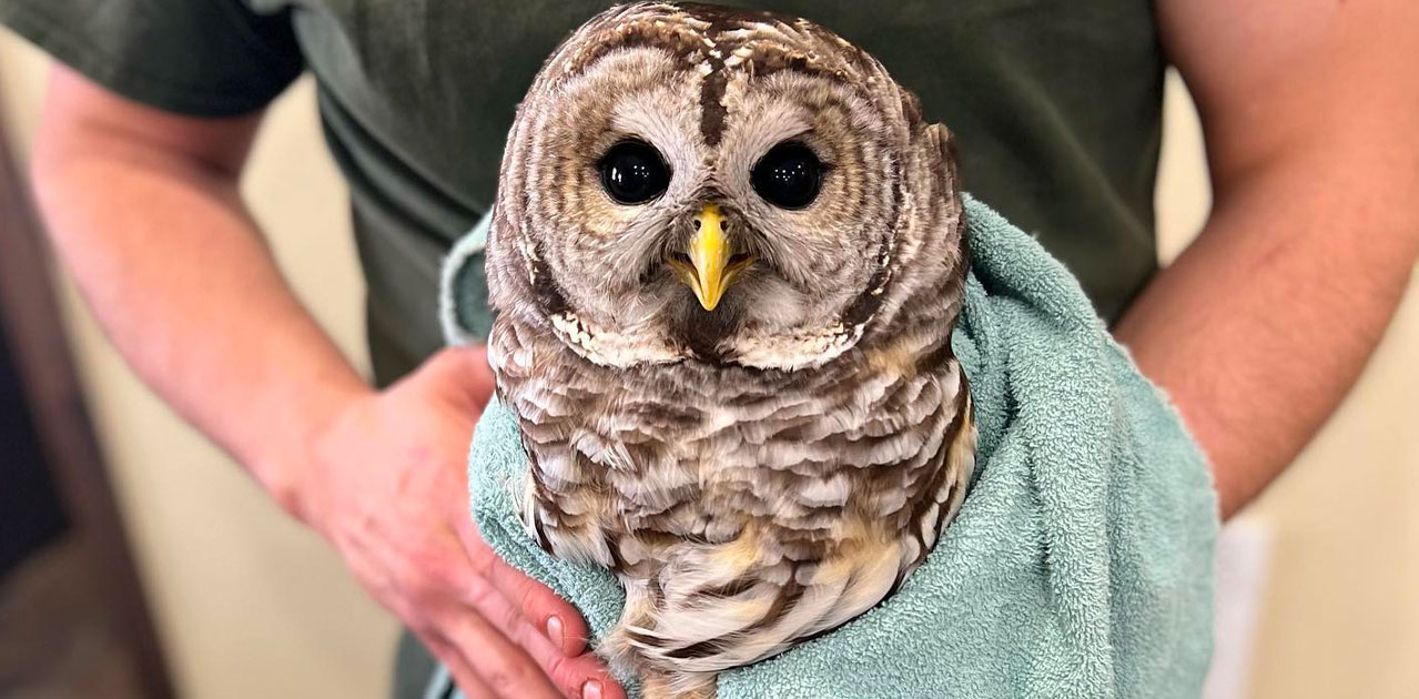 Owl Rescued in Loyal Expected to Make Full Recovery - OnFocus