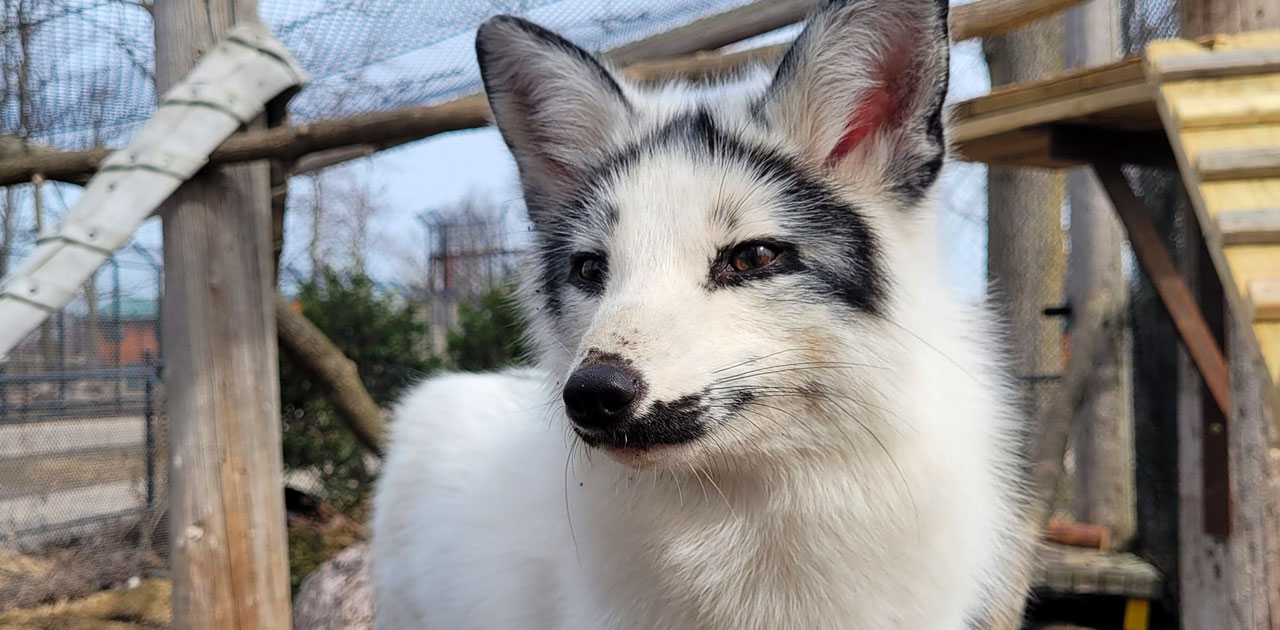 New Fox Joins Wildwood Zoo - OnFocus