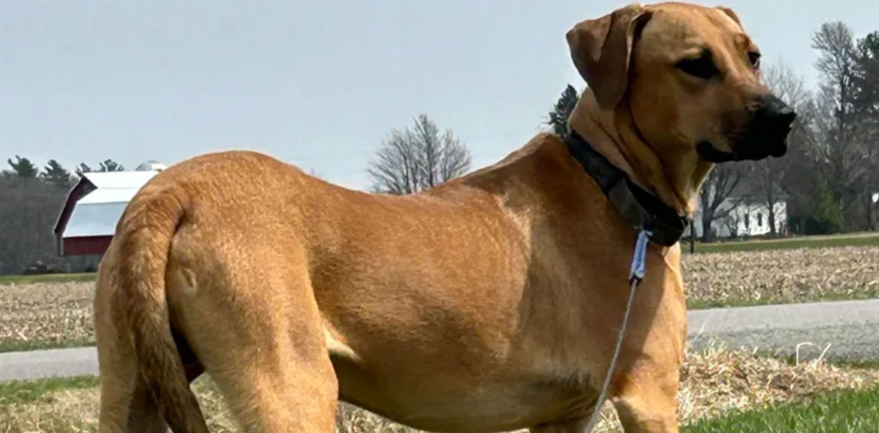 Fundraiser Launched for Great Dane Foster Needing Special Care - OnFocus