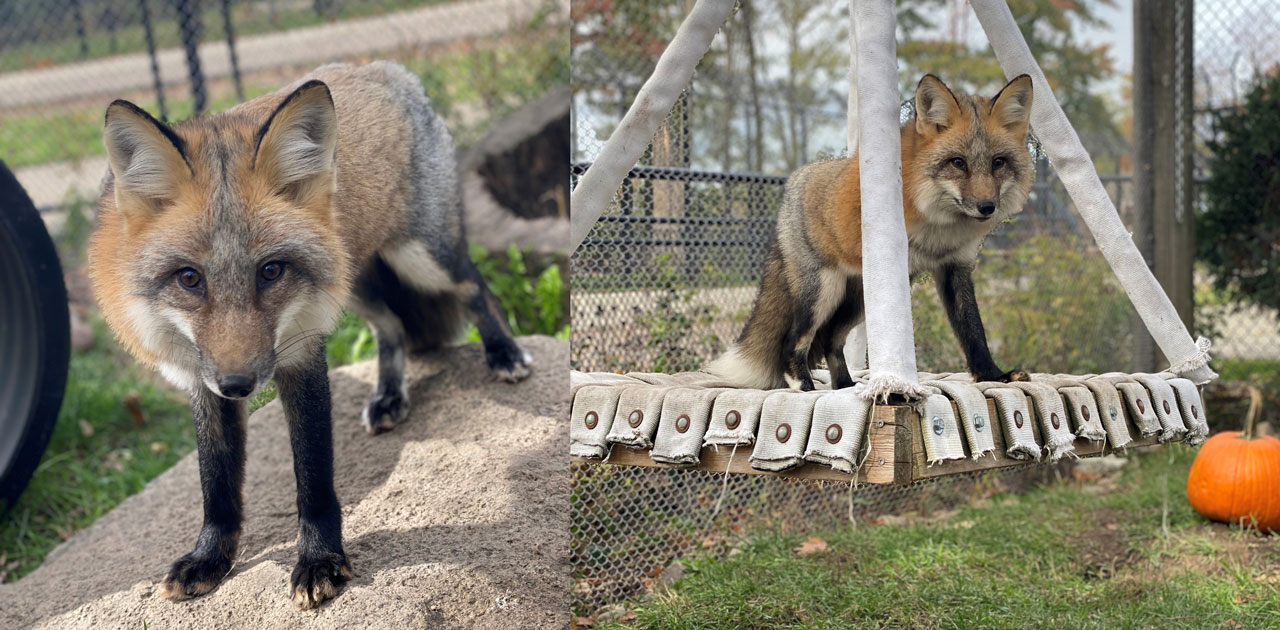 Wildwood Zoo Welcomes "Jasper" the Fox - OnFocus