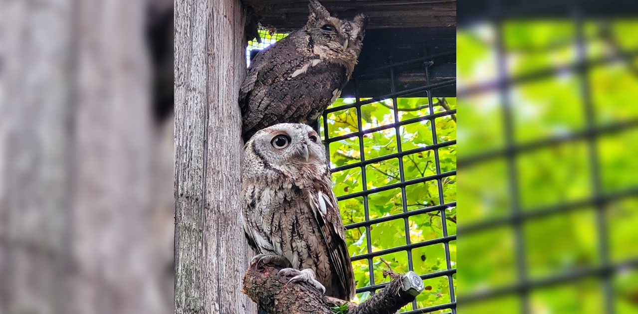 Wildwood Zoo Welcomes Screech Owls - OnFocus