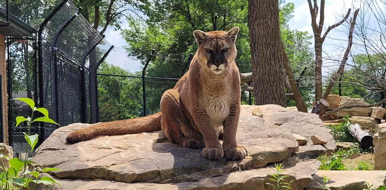 Wildwood Zoo Mourns the Loss of Beloved Cougar "Thunder" - OnFocus