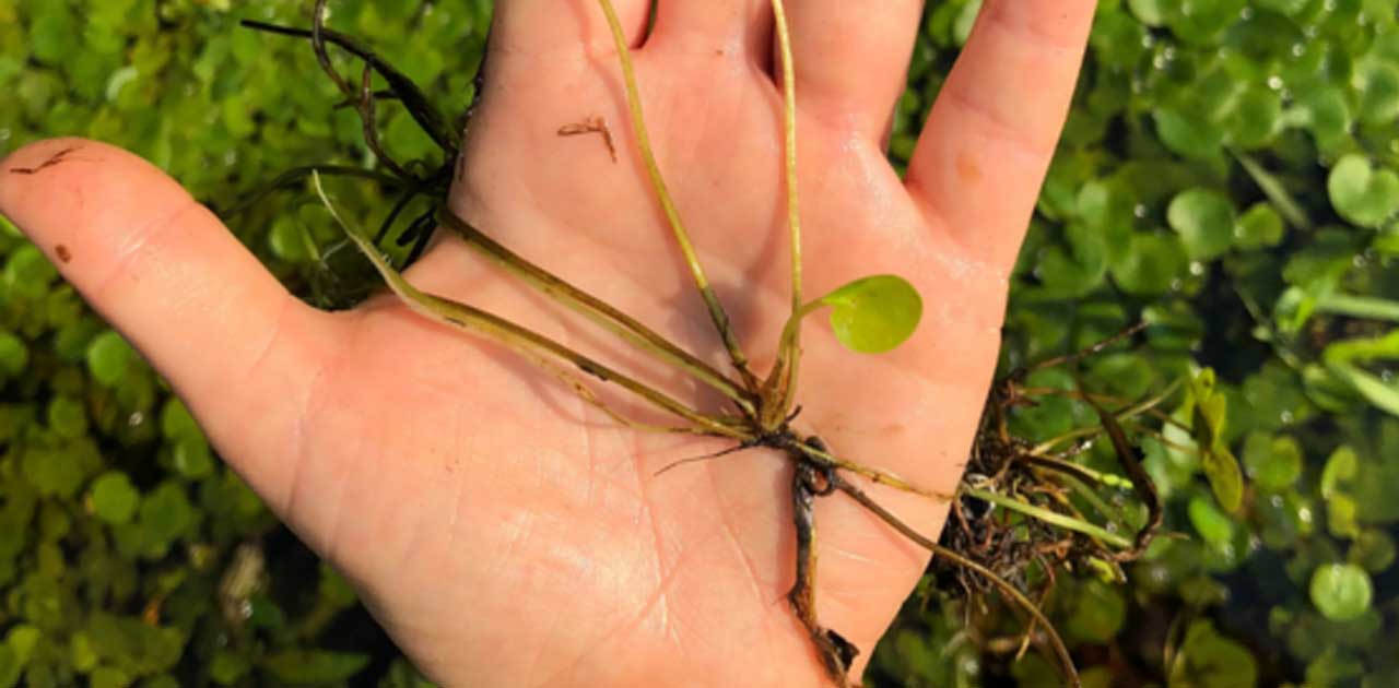 Marshfield Residents Awarded by Wisconsin Invasive Species Council ...