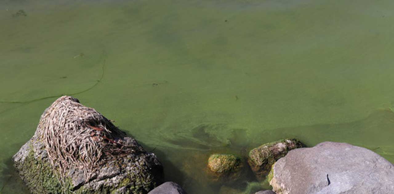 Blue-Green Algae Can Harm Pets and People - OnFocus