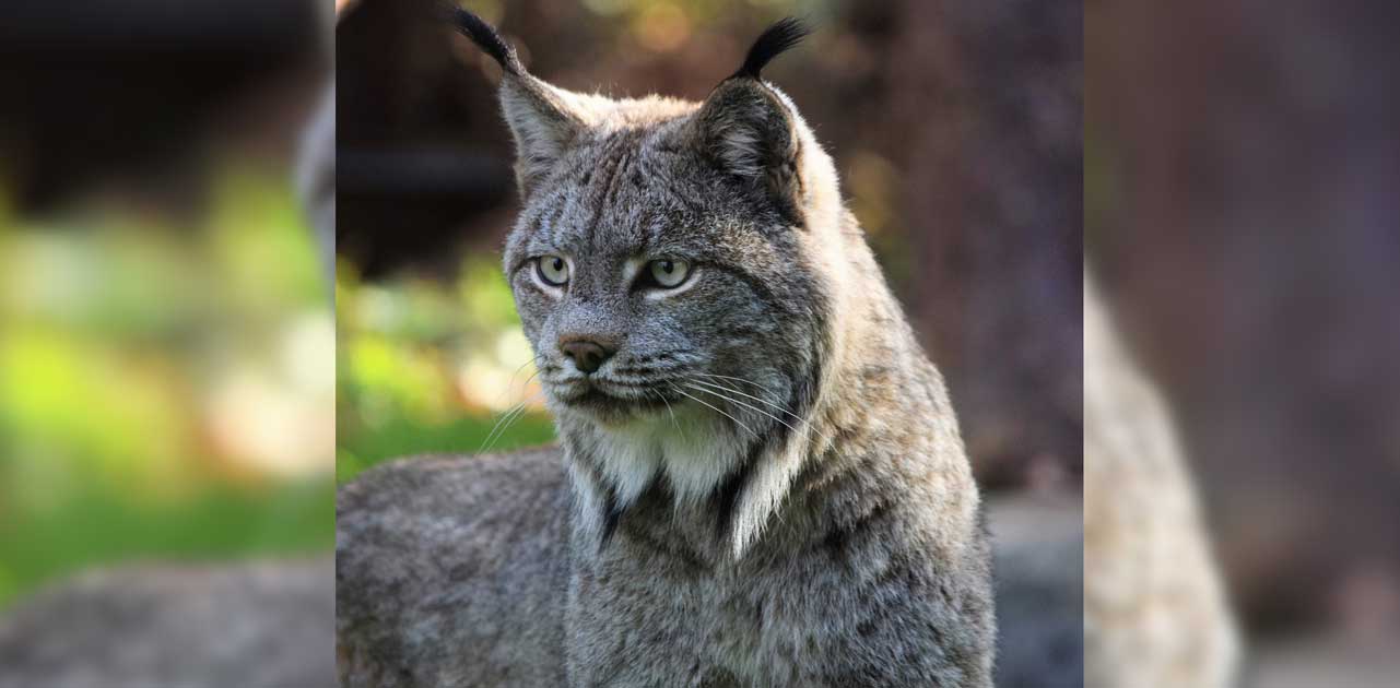 Wildwood Zoo Announces Death of "Lexi" the Lynx - OnFocus