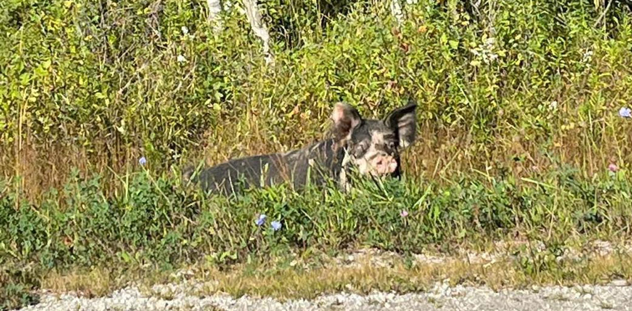 Rescue Efforts for Loose Pig in Door County End in Heartbreak - OnFocus