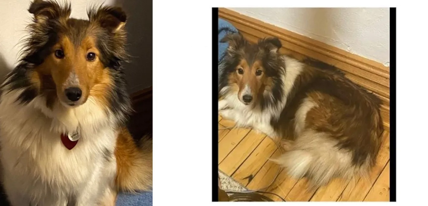 Community Alert: Help Find Jippy, a Lost Shetland Sheepdog - OnFocus