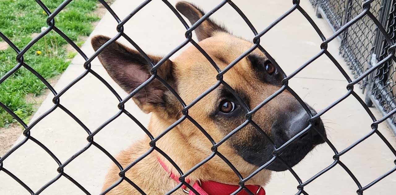 Bandit Still Awaits a Home: Shelter Seeks Adopter or Foster for Long ...