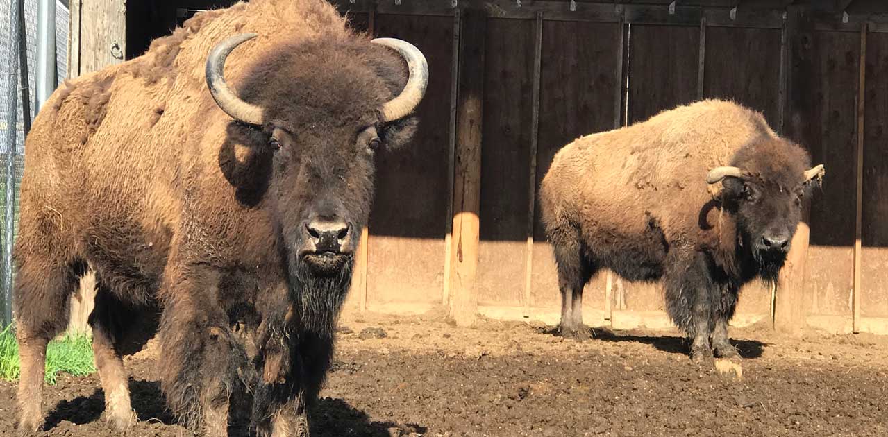 New Fly Control Scrape Enhances Bison Exhibit at Wildwood Zoo - OnFocus